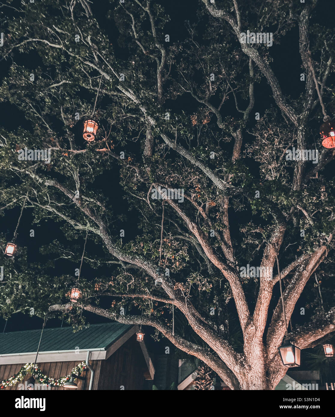 Lanterns hanging tree hi-res stock photography and images - Alamy