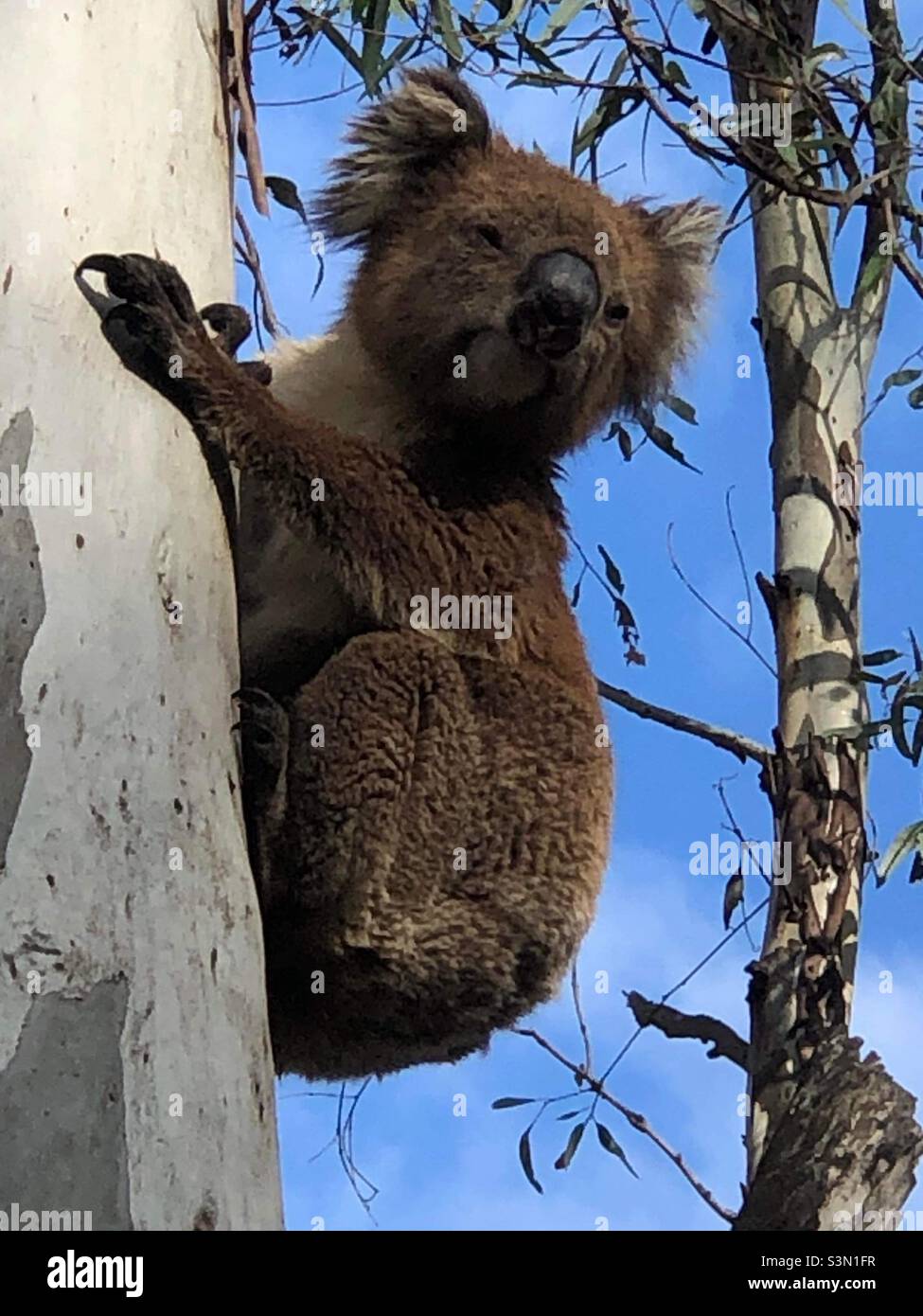 Koala chilling hi-res stock photography and images - Alamy