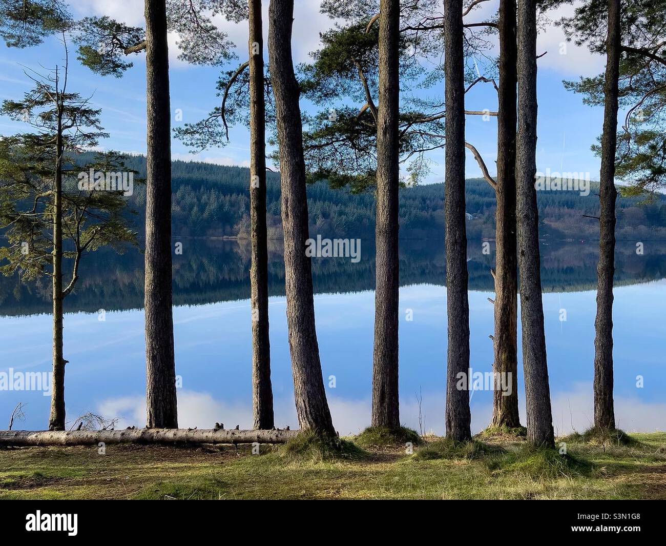Line of trees Stock Photo - Alamy
