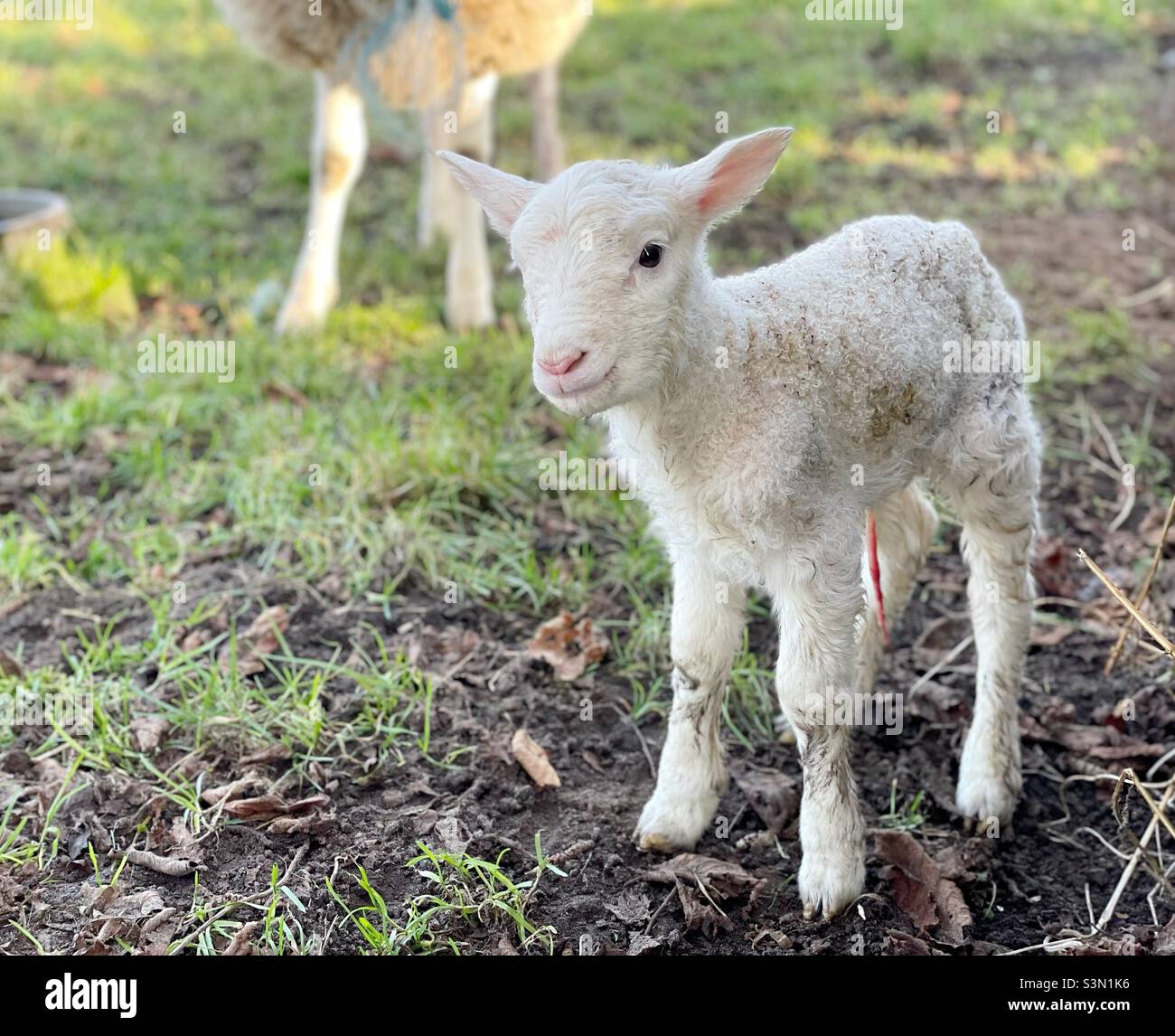 Cute newborn lamb on a meadow Stock Photo - Alamy