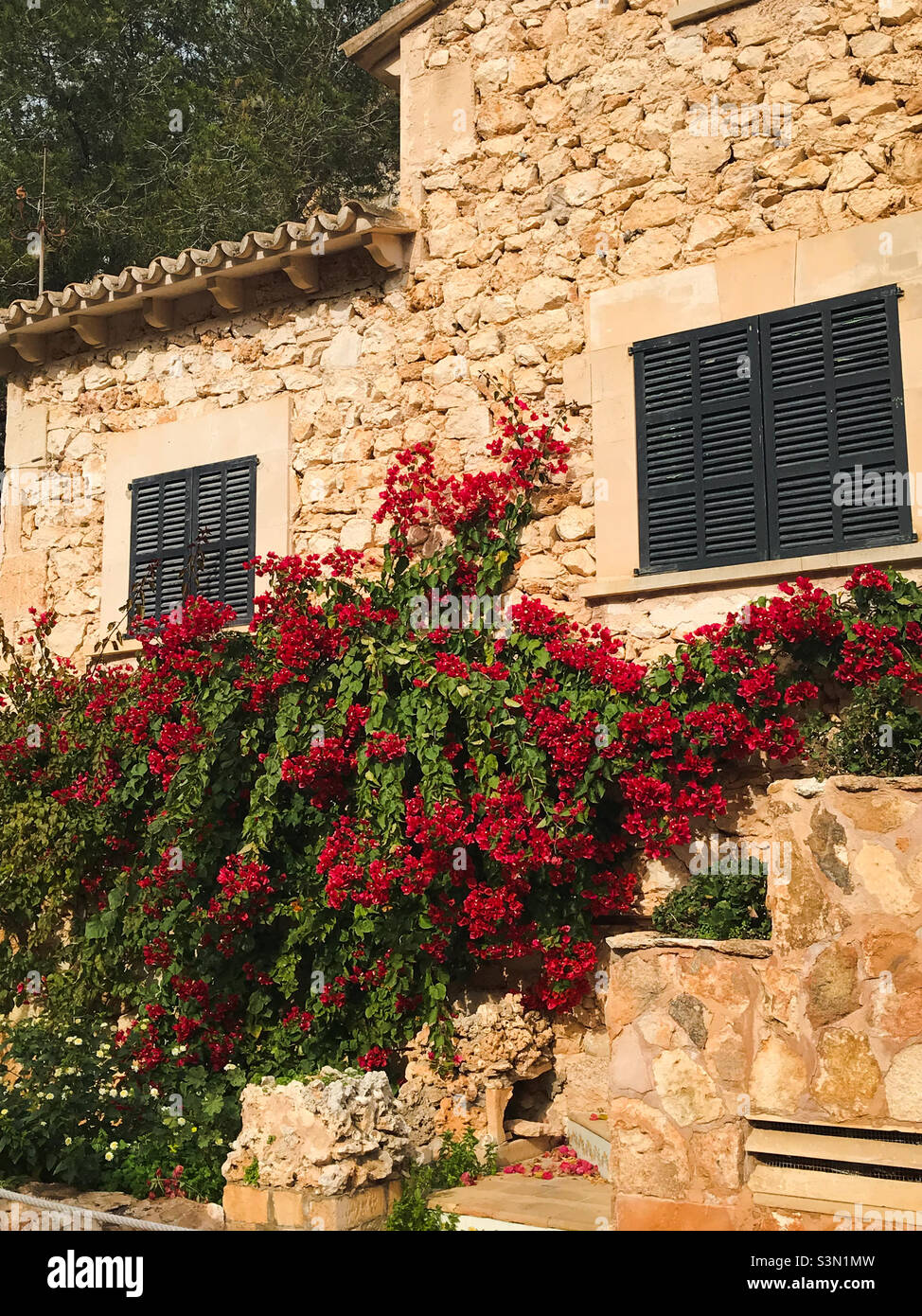 Pretty flowers on a Mallorcan wall Stock Photo - Alamy