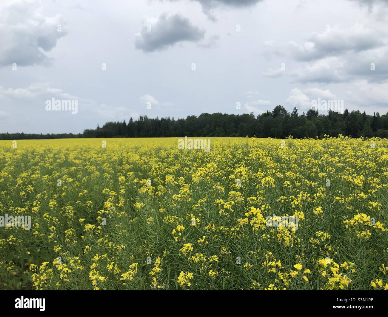 Mustard crops hi-res stock photography and images - Alamy