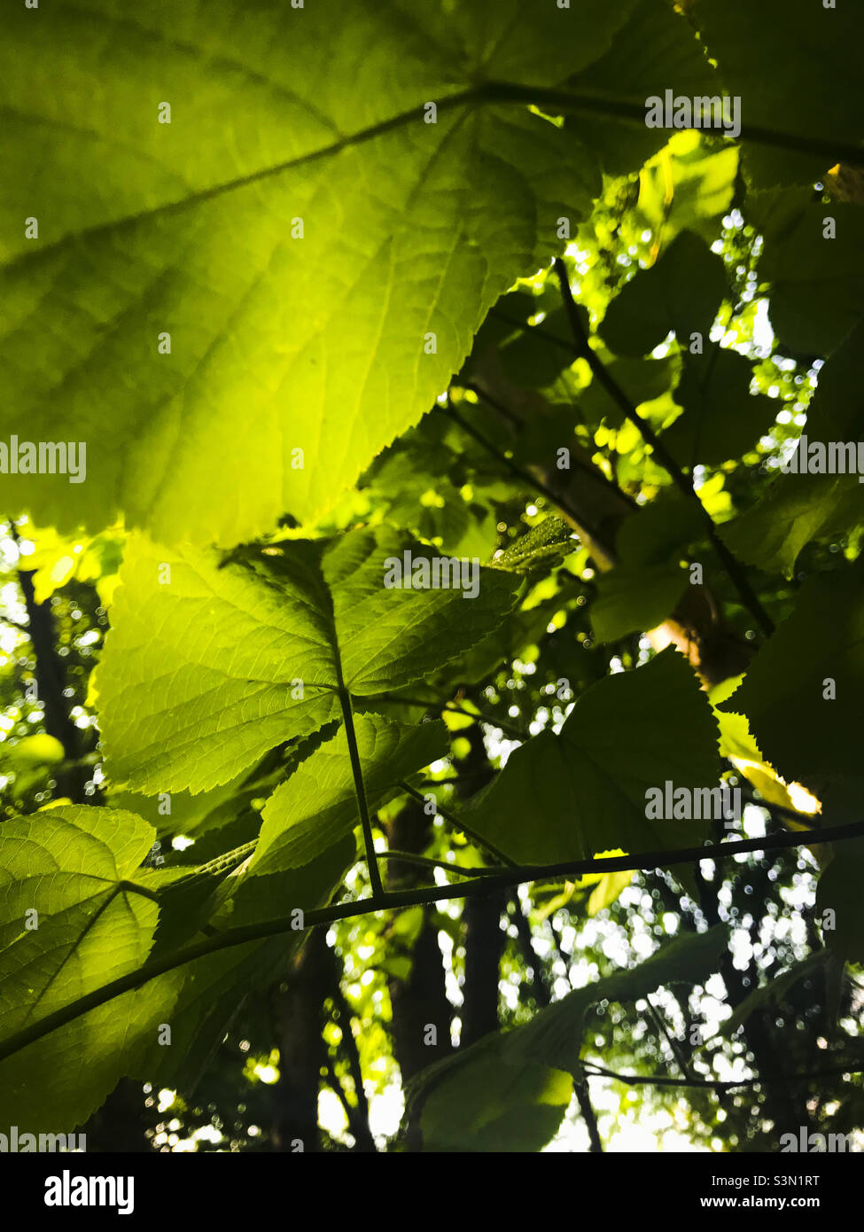 Light on tree leaves Stock Photo - Alamy