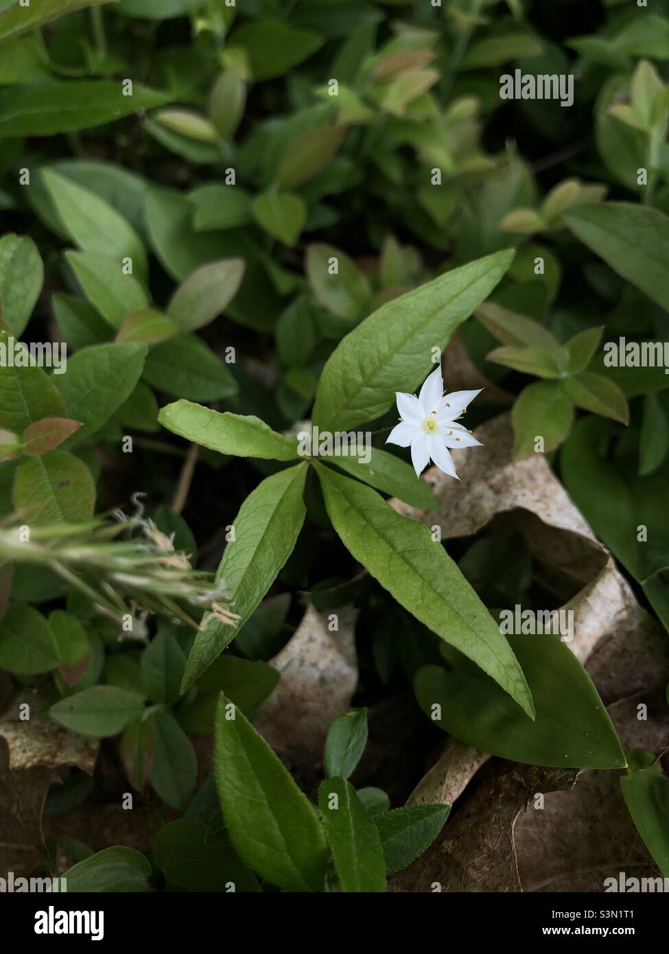 Single white flower growing in the wild Stock Photo - Alamy