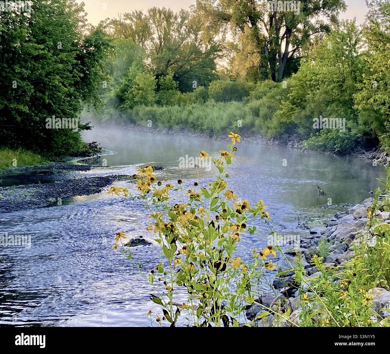 Mist flowers hi-res stock photography and images - Alamy