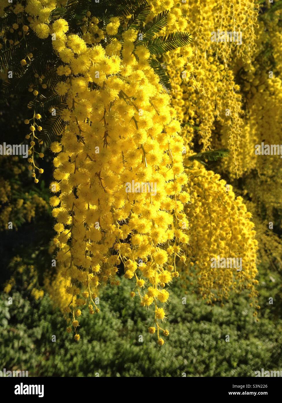 Mimosa flowers hi-res stock photography and images - Alamy