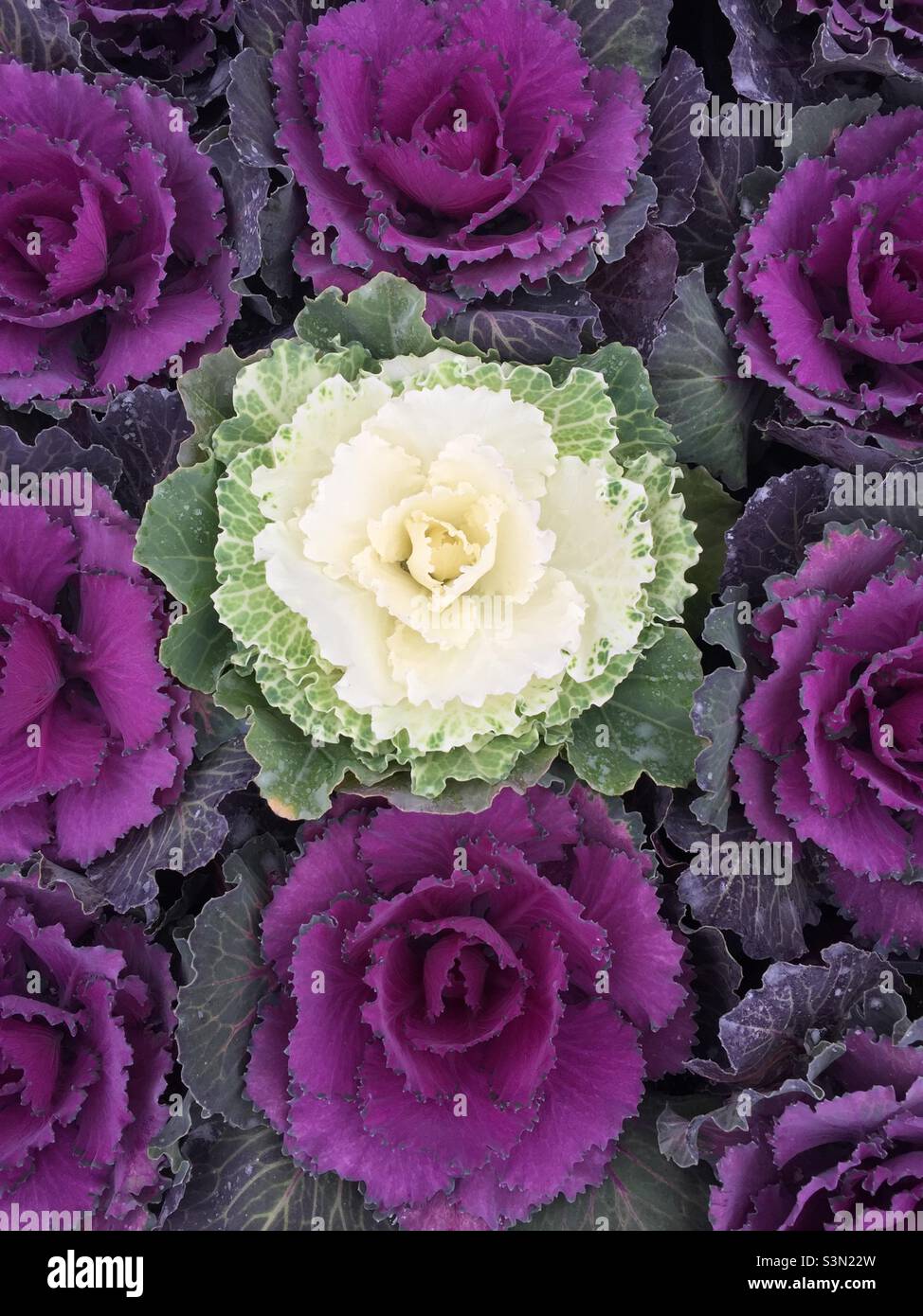 Cabbage flower hi-res stock photography and images - Alamy