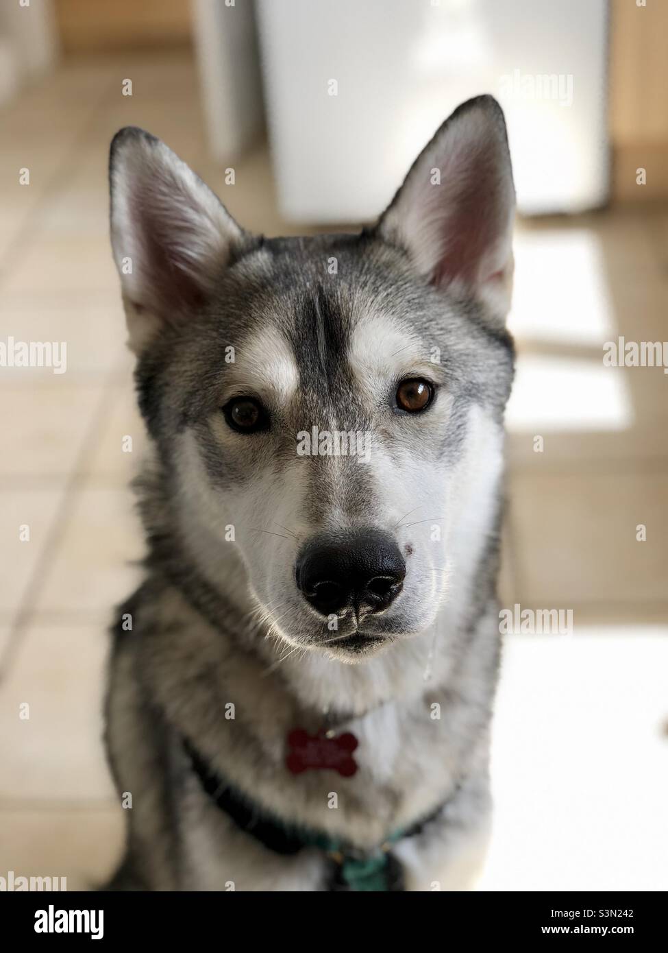 Grey husky hi-res stock photography and images - Alamy