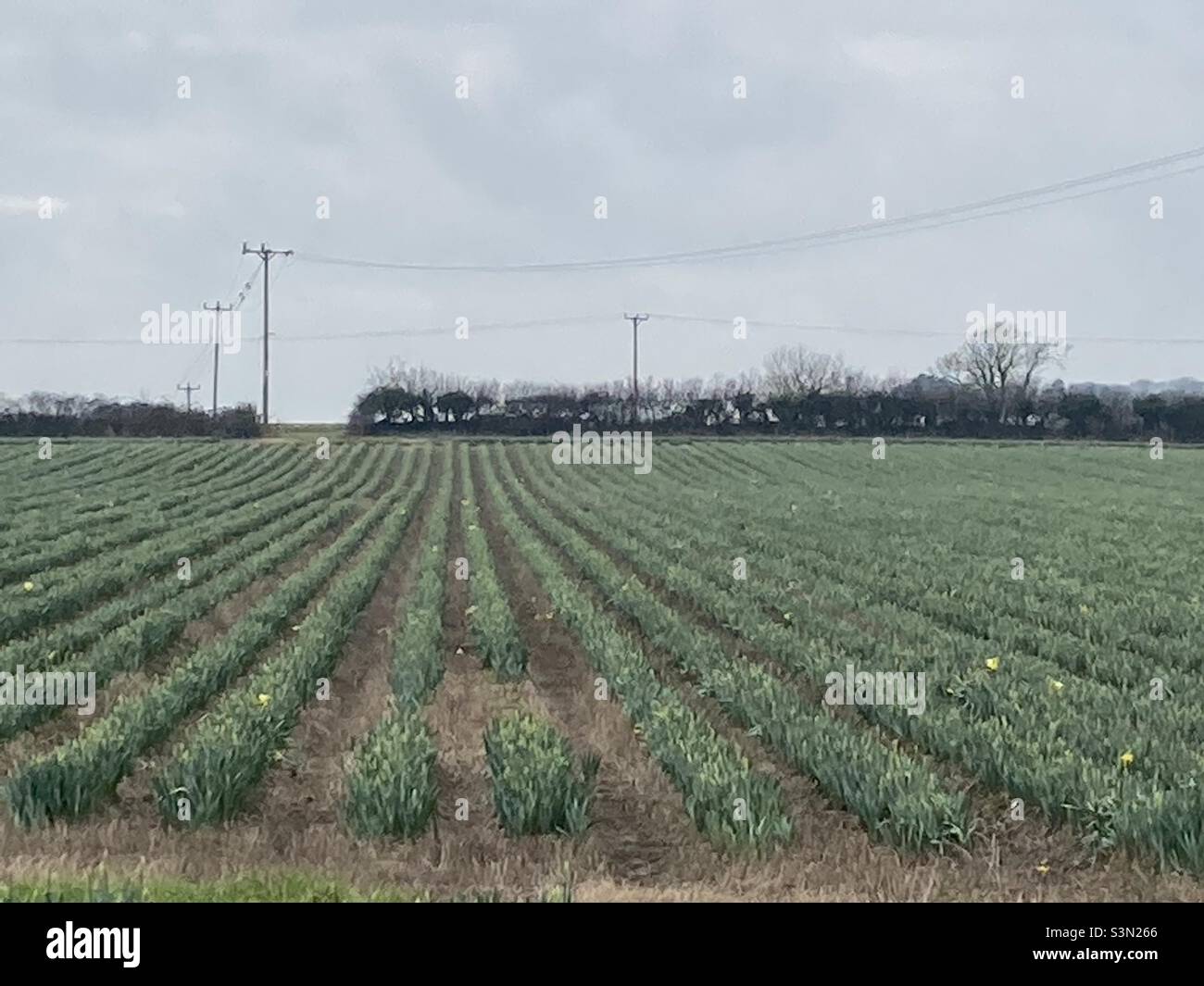 Lines of daffodils hi-res stock photography and images - Alamy