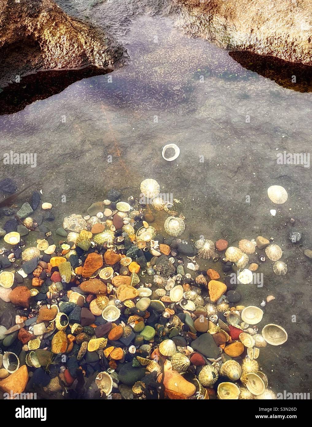 Shells in rock hi-res stock photography and images - Alamy