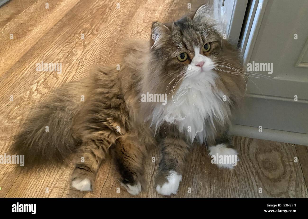 Cute Kitty Pose Stock Photo - Alamy