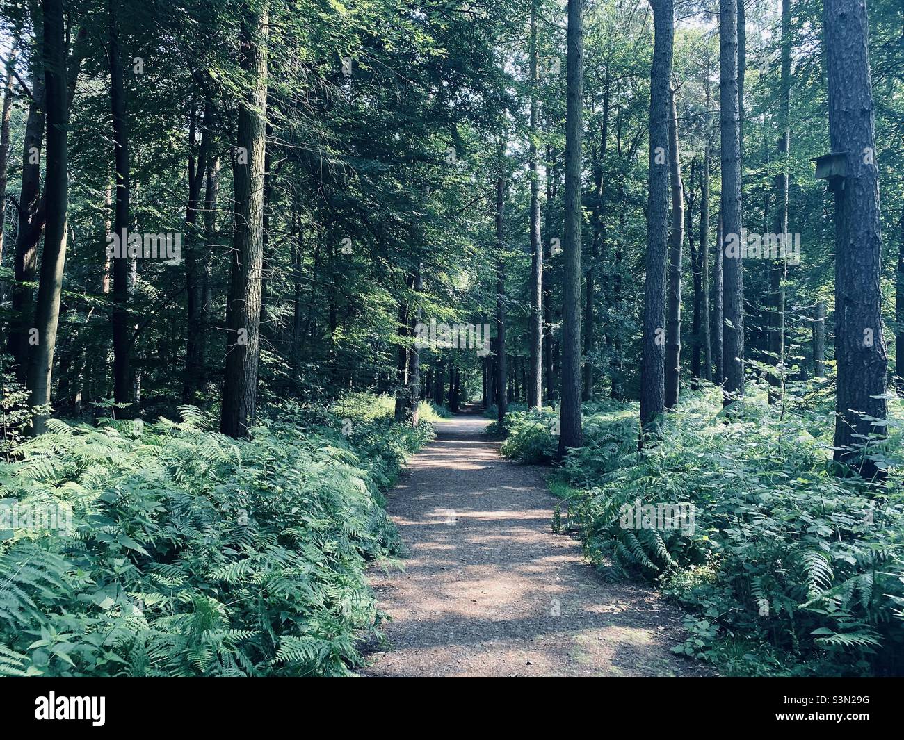 Path through the woods Stock Photo - Alamy