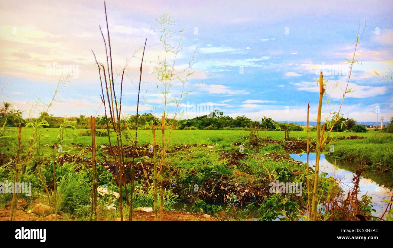 Philippines rice field hi-res stock photography and images - Alamy
