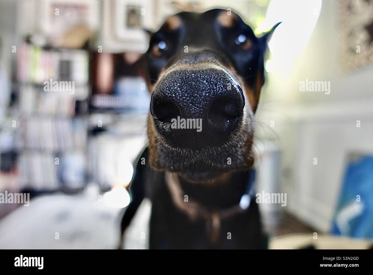 Boop hi-res stock photography and images - Alamy