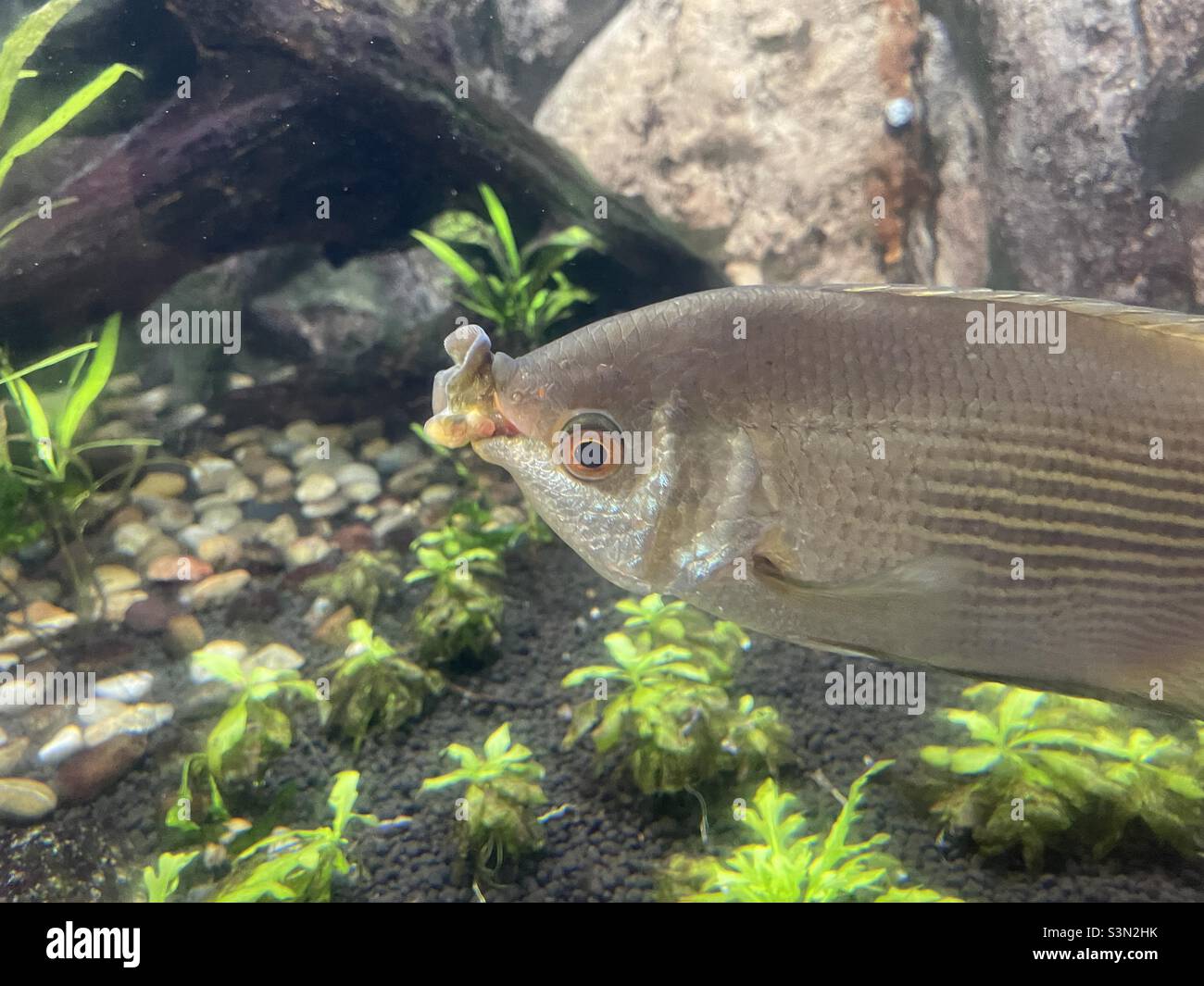 Weird fish hi-res stock photography and images - Alamy