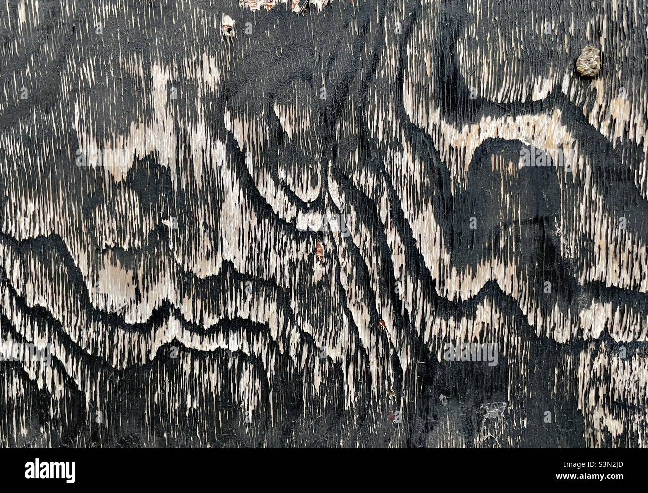 A close-up of wood grain on the shuttering of a boarded up shopfront in ...