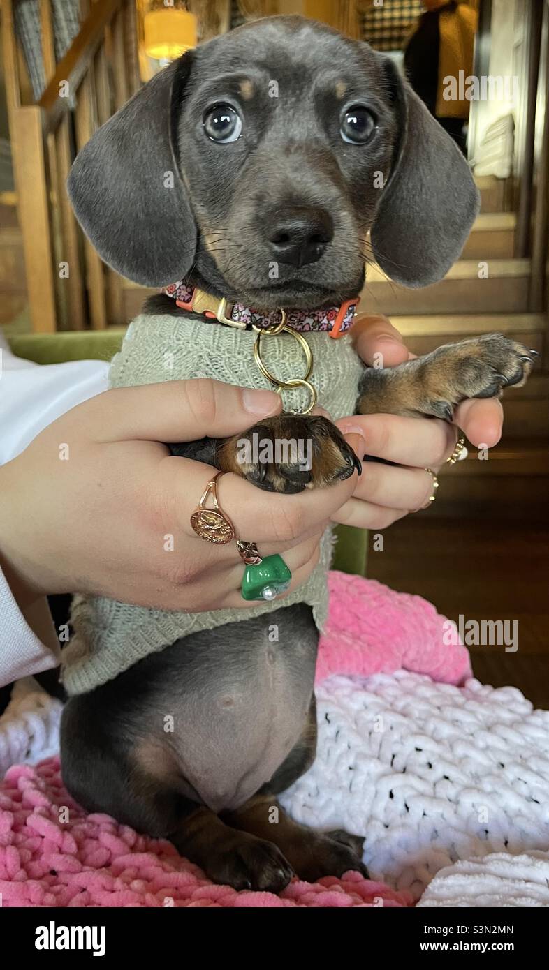 Miniature Dachshund Puppies White