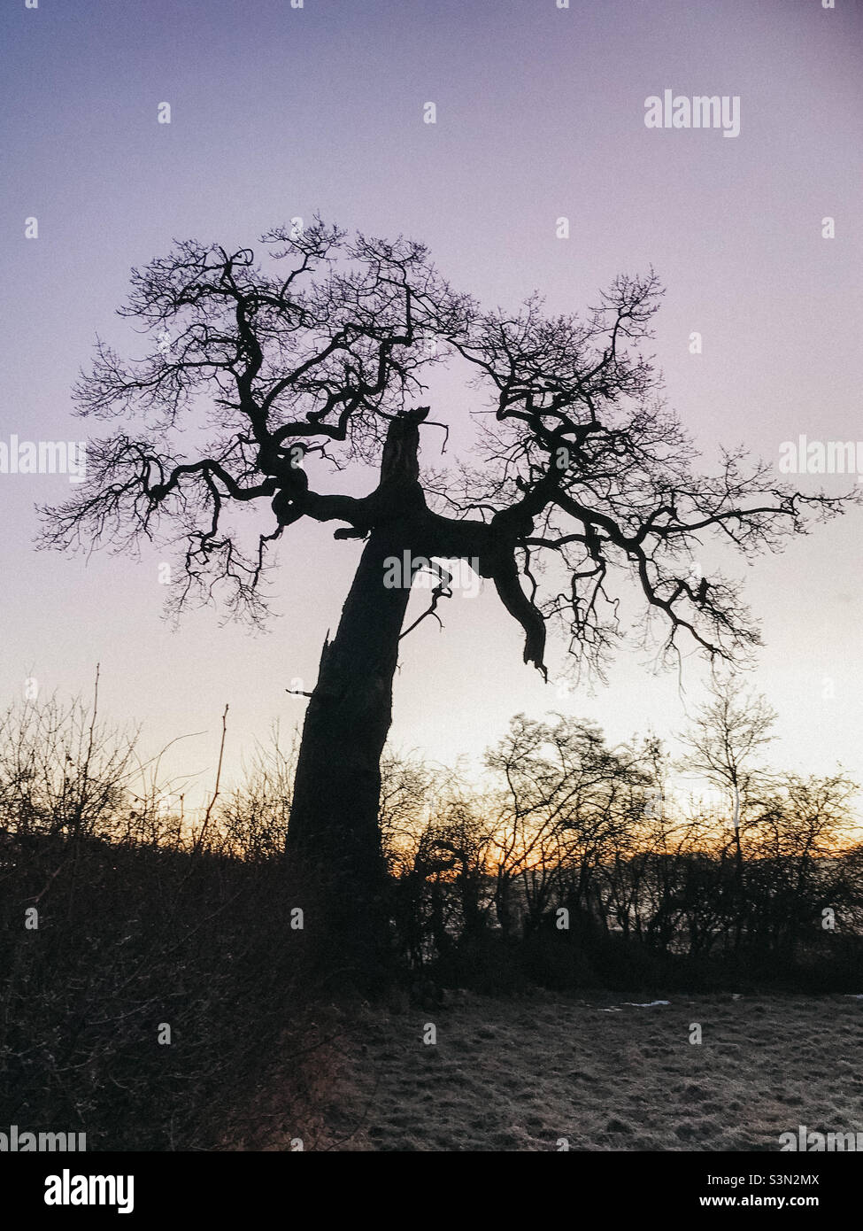 Oak tree silhouette hi-res stock photography and images - Alamy