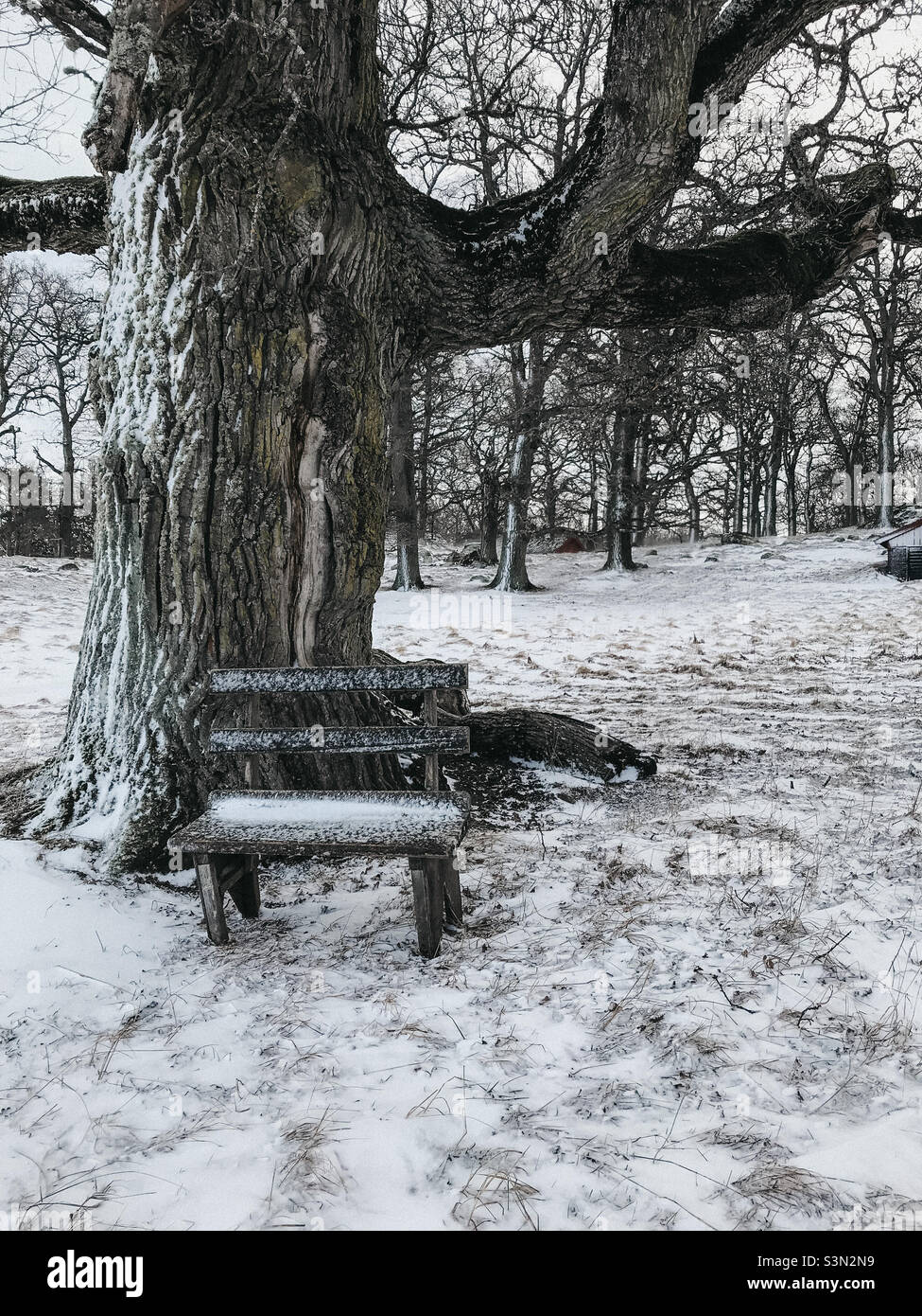 A rustic bench under an old oak tree in winter Stock Photo - Alamy