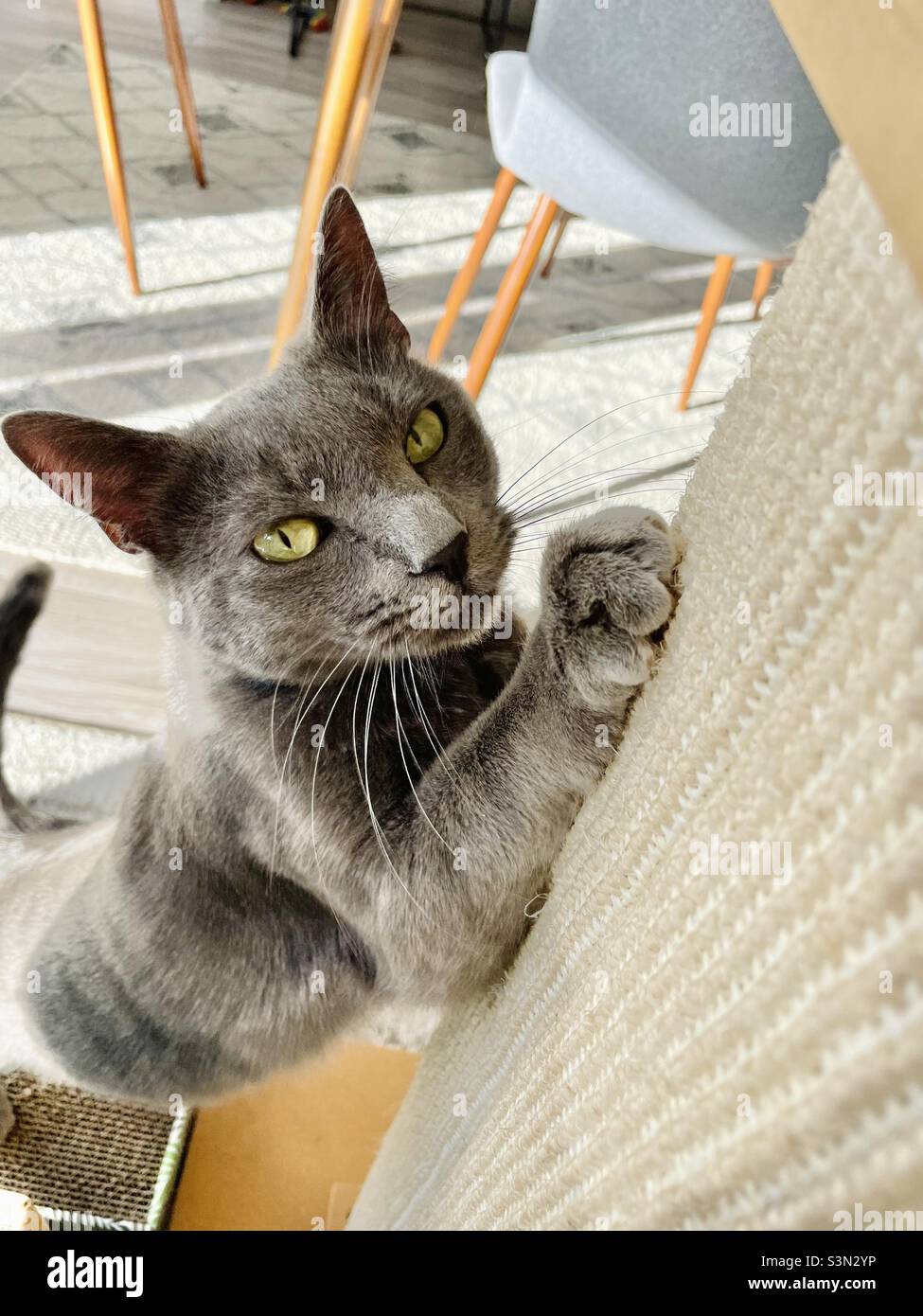 Gray cat using a cat scratcher while looking at camera Stock Photo - Alamy
