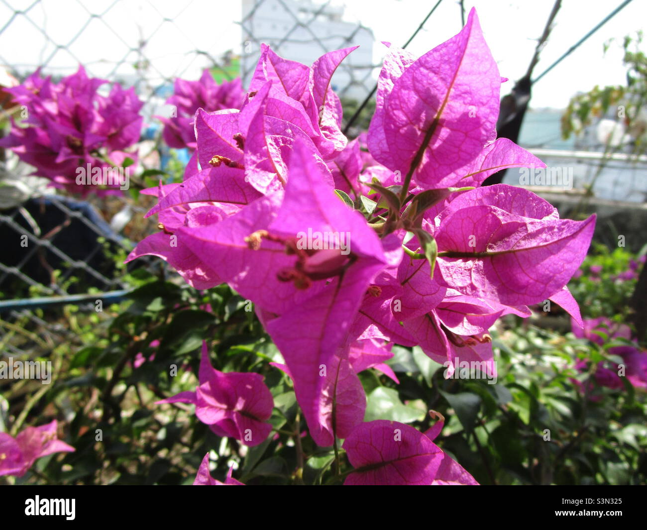 Pink paper flowers is blooming Stock Photo - Alamy
