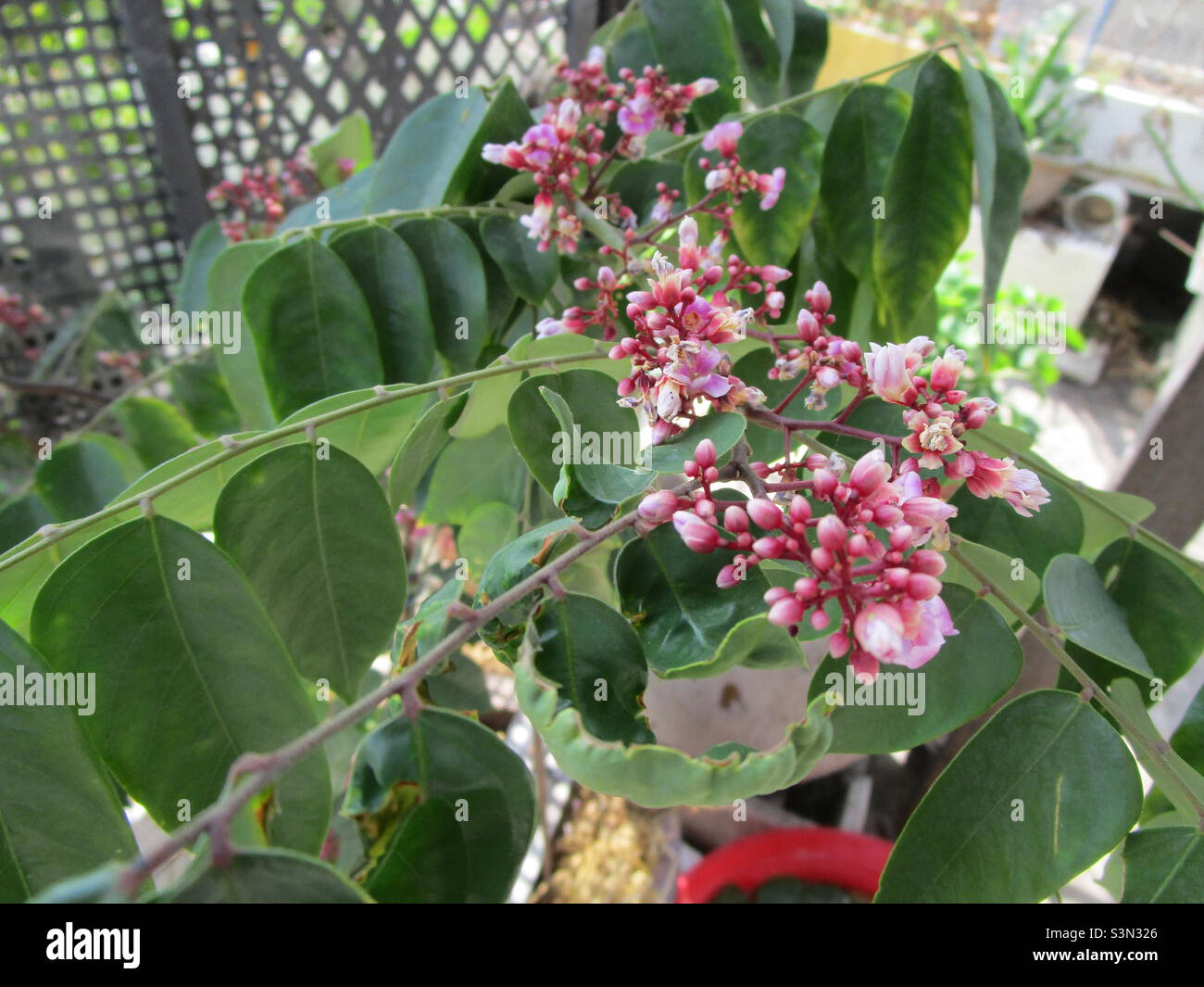 Guava flowers are in full bloom (with a light red color) and are about ...