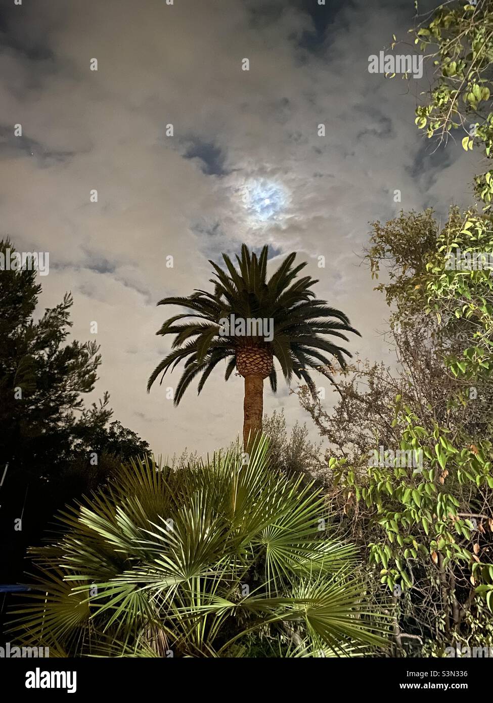 Palm tree moonlight hi-res stock photography and images - Alamy