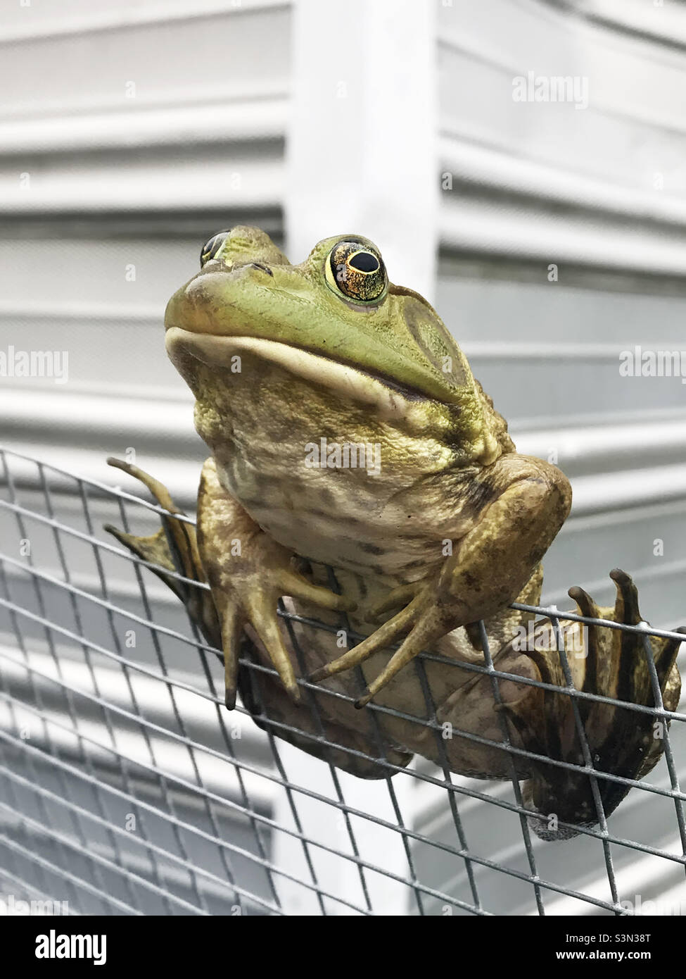 Frog fence hi-res stock photography and images - Alamy