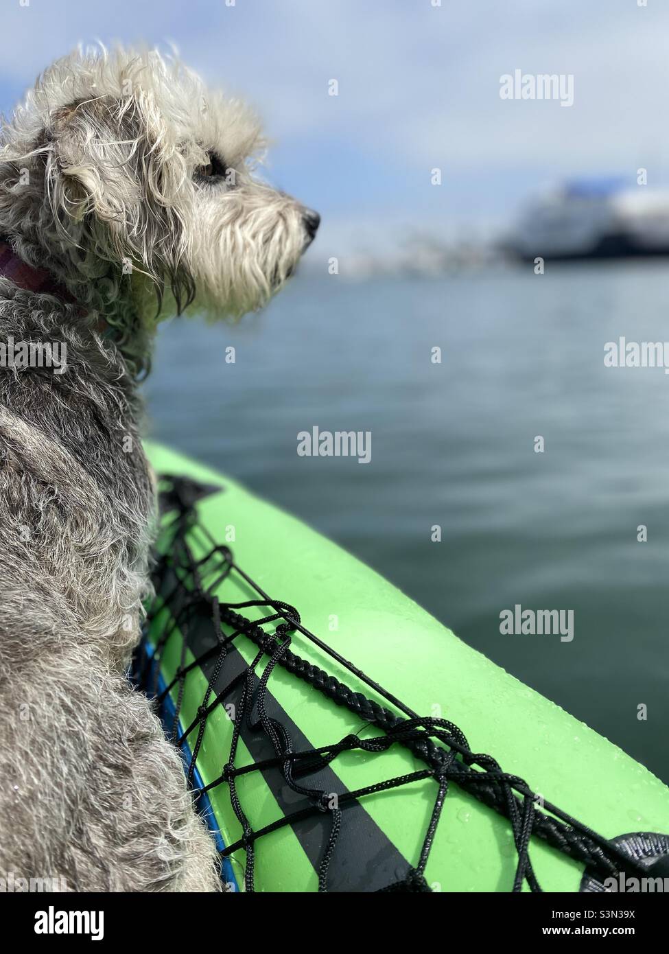 Kayak with dog hi-res stock photography and images - Alamy