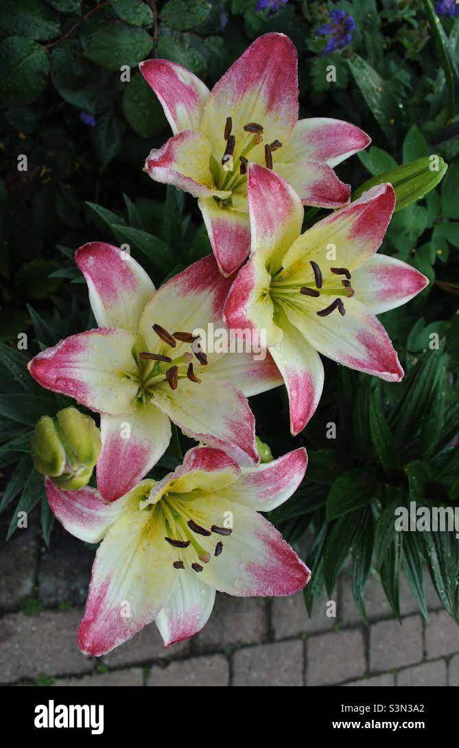 Christmas island lilies hi-res stock photography and images - Alamy