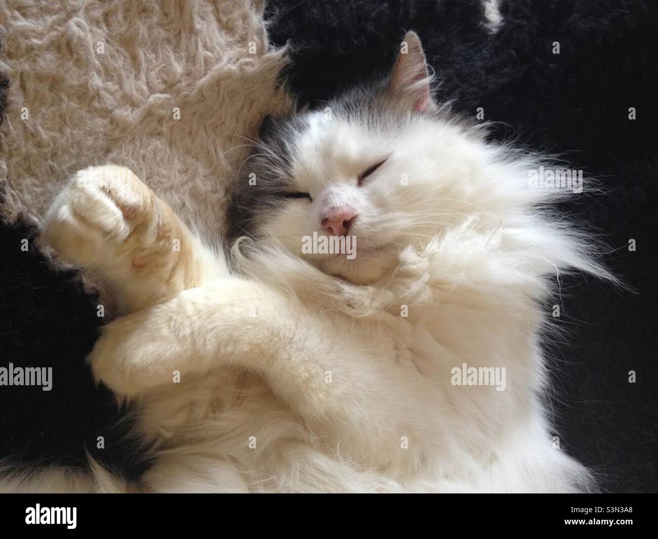Ragamuffin cat hi-res stock photography and images - Alamy