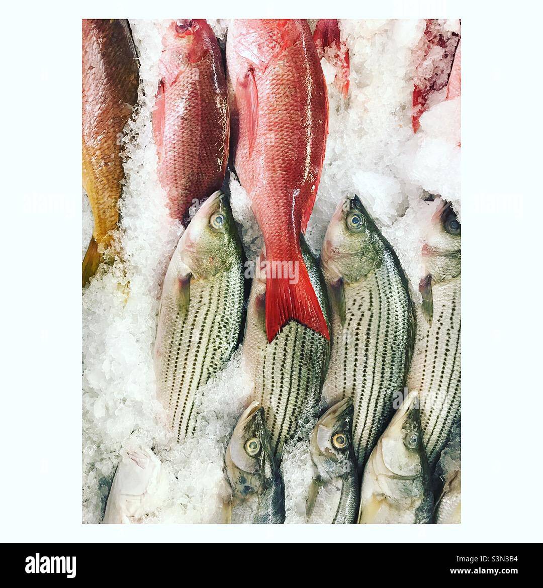 Fish on ice in fish market Stock Photo - Alamy