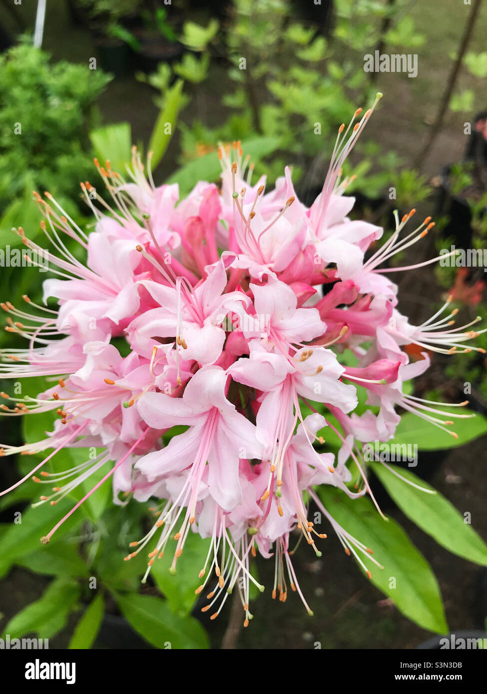 Pink colored native azalea flower blossom Stock Photo - Alamy