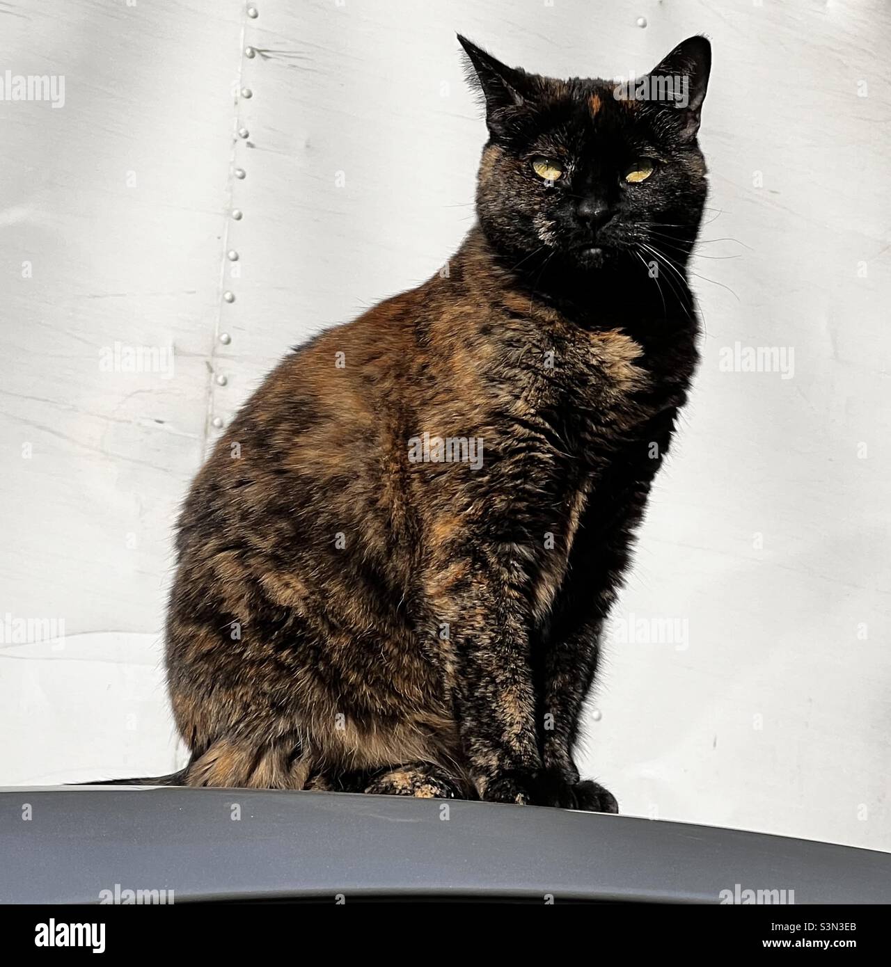 Turtle cat hi-res stock photography and images - Alamy