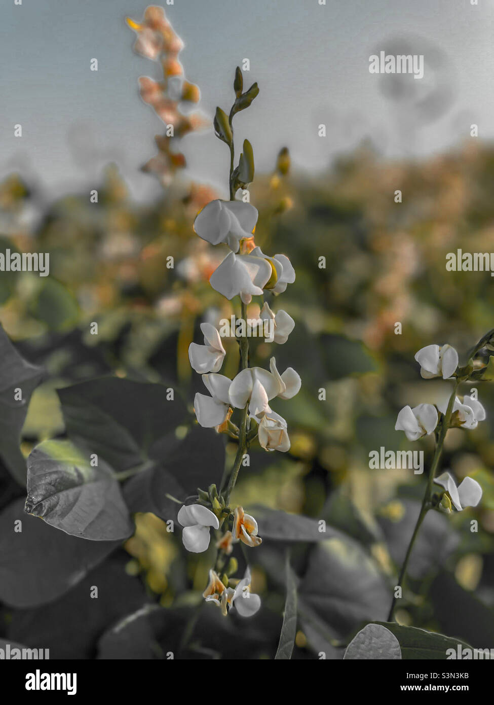 The beauty of the hand wort flower with sunrise Stock Photo - Alamy
