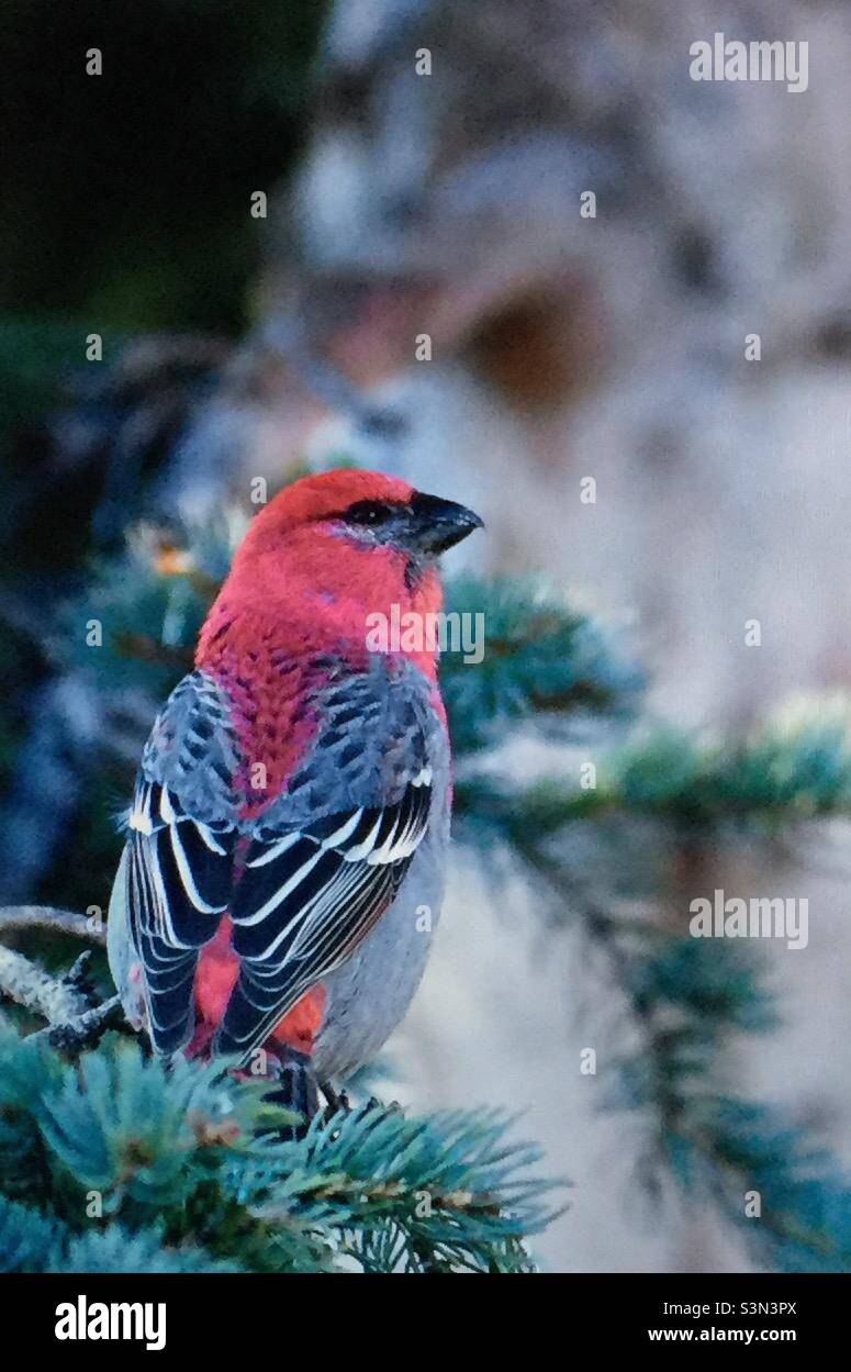 Pine Grosbeak, Pinicola enucleator, Birds of North America, bird ...