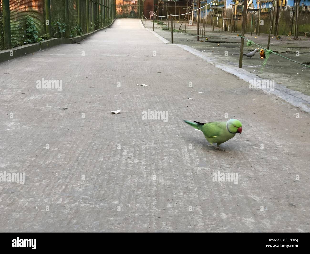 Walking parrot hi-res stock photography and images - Alamy