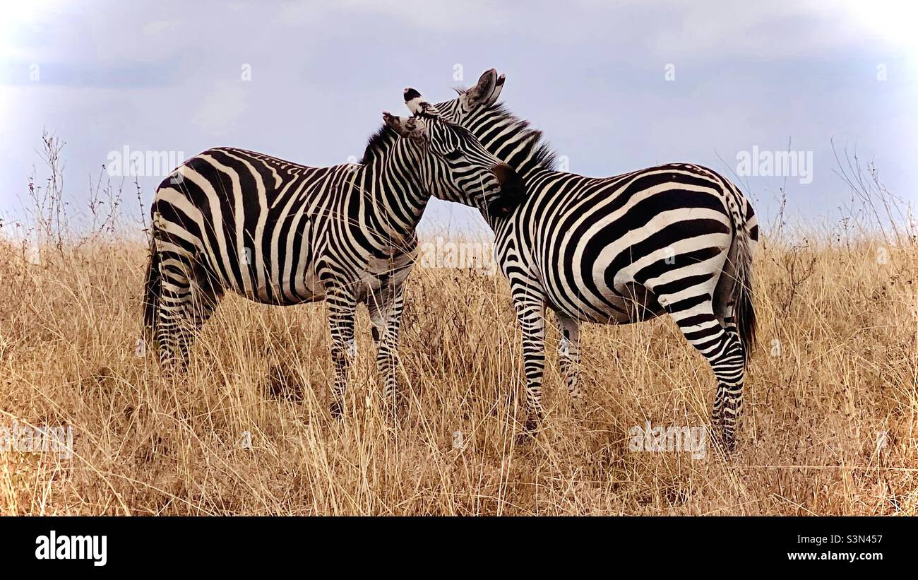Zebras in love in the wild Stock Photo - Alamy