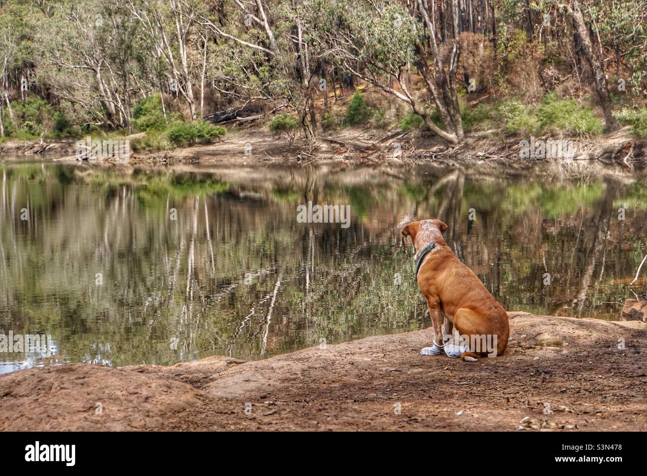 Dog contemplating life by a river Stock Photo - Alamy