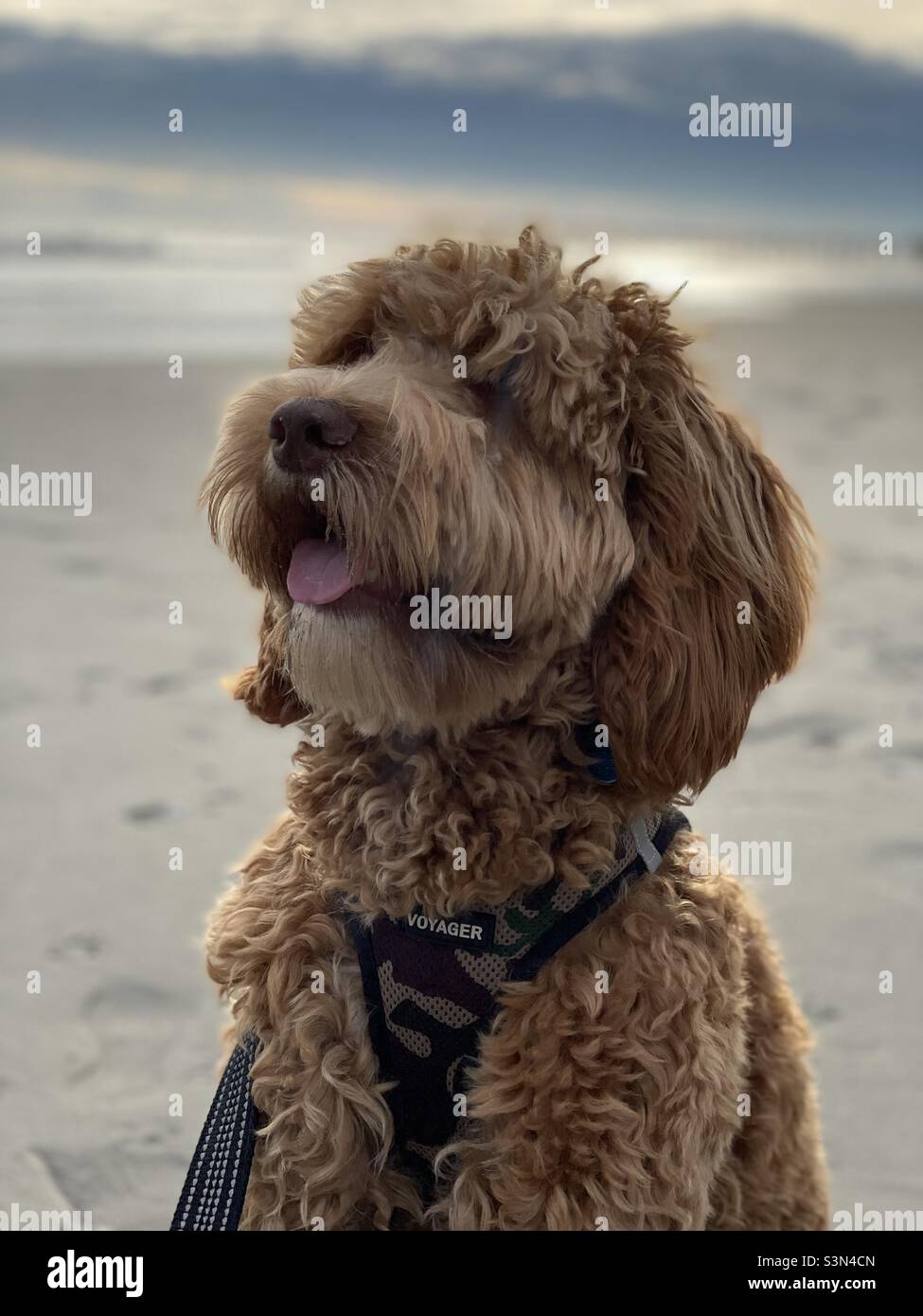 Happy labradoodle puppy on the beach Stock Photo - Alamy