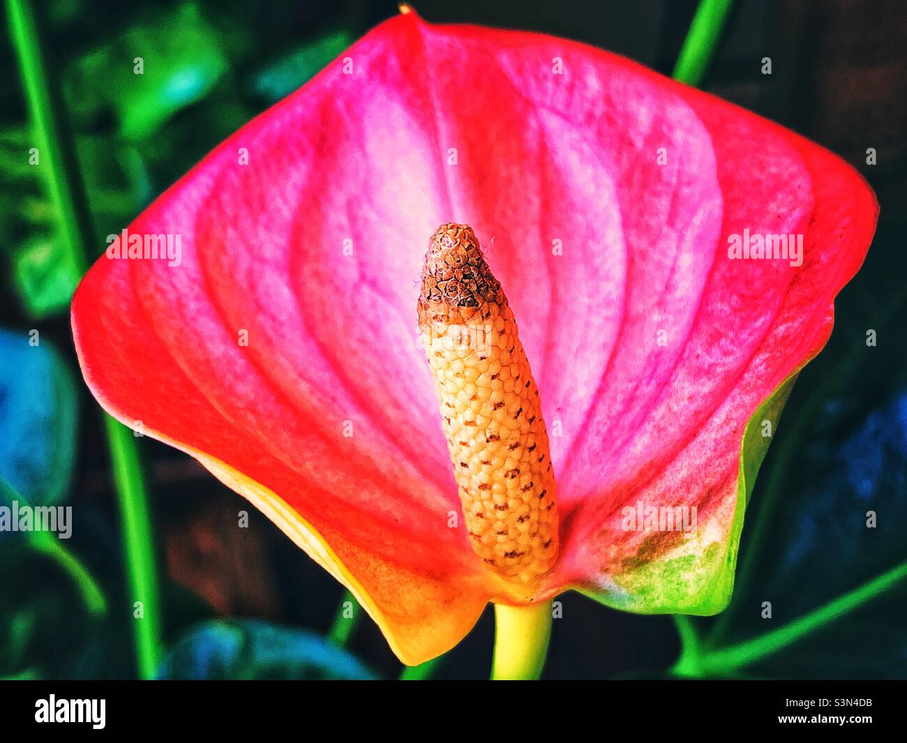 Pink color anthurium flower hi-res stock photography and images - Alamy