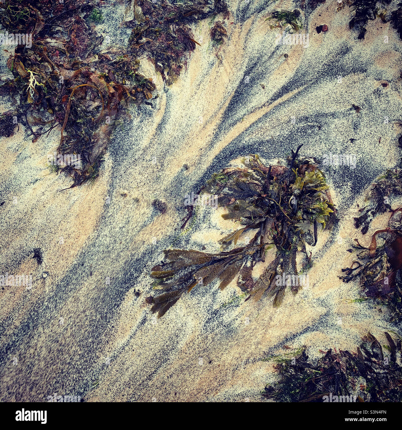 Algae on the sand hi-res stock photography and images - Alamy