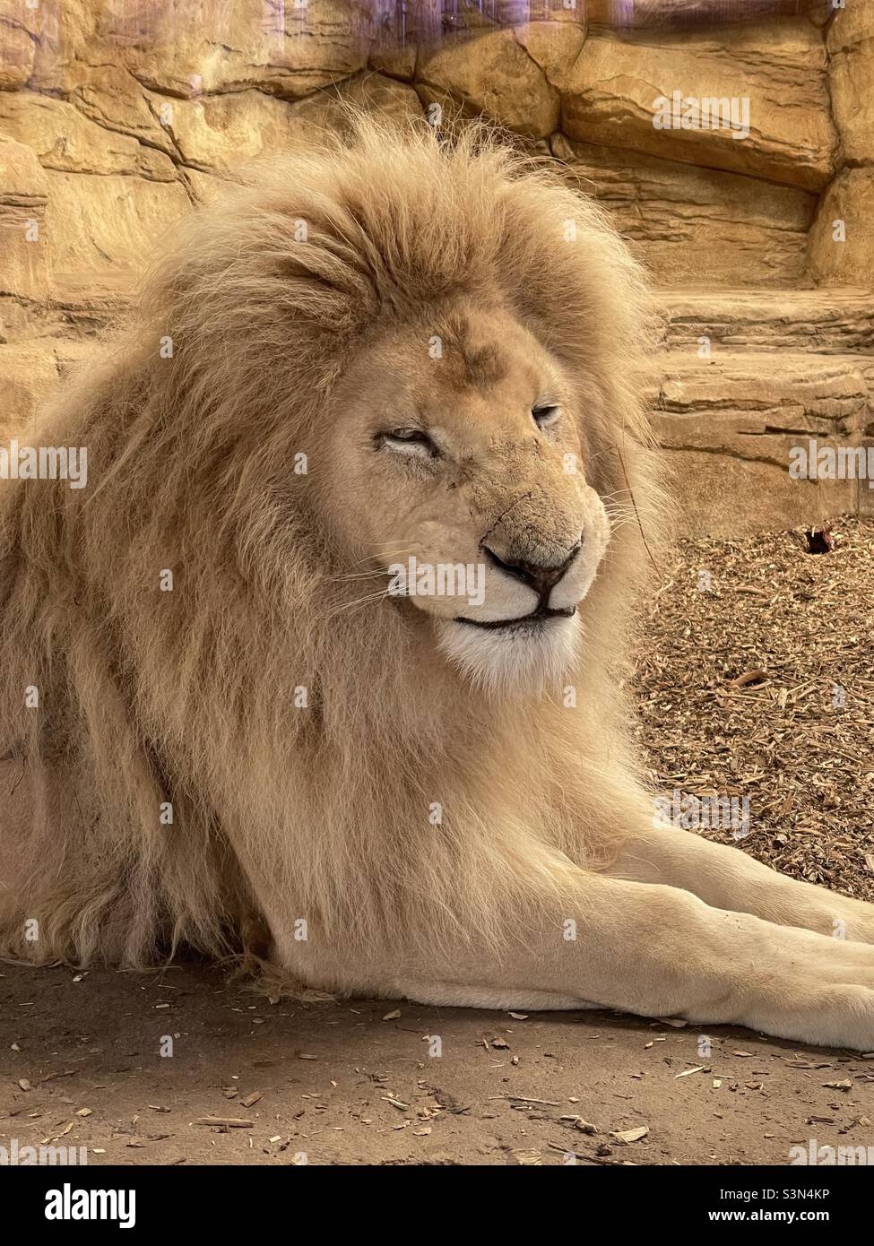 Lion Smiling