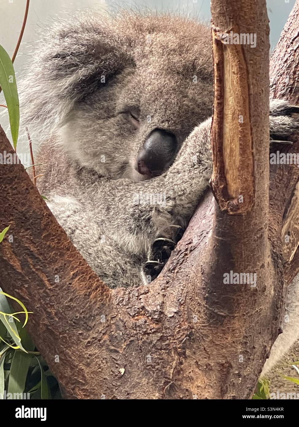 Koala nap hi-res stock photography and images - Alamy