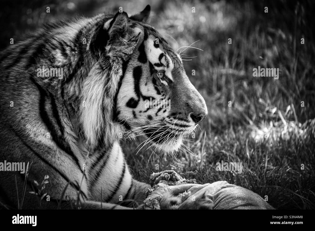 Black tiger stripes hi-res stock photography and images - Alamy