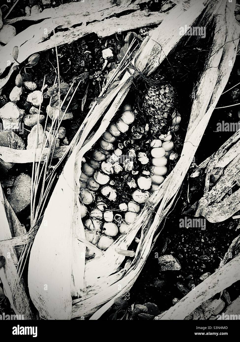 Half an ear hi-res stock photography and images - Alamy