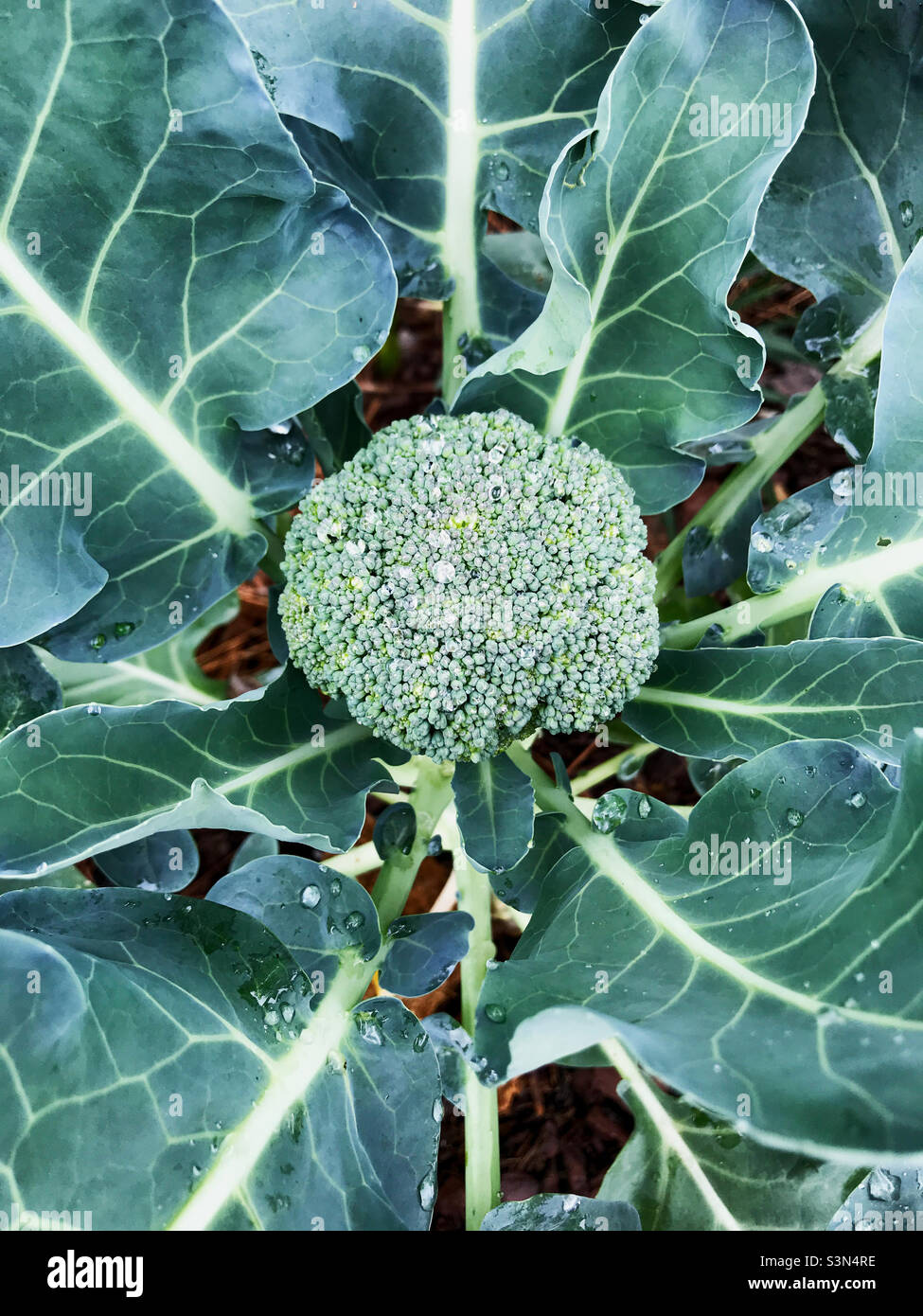 Garden fresh organic broccoli plant Stock Photo - Alamy