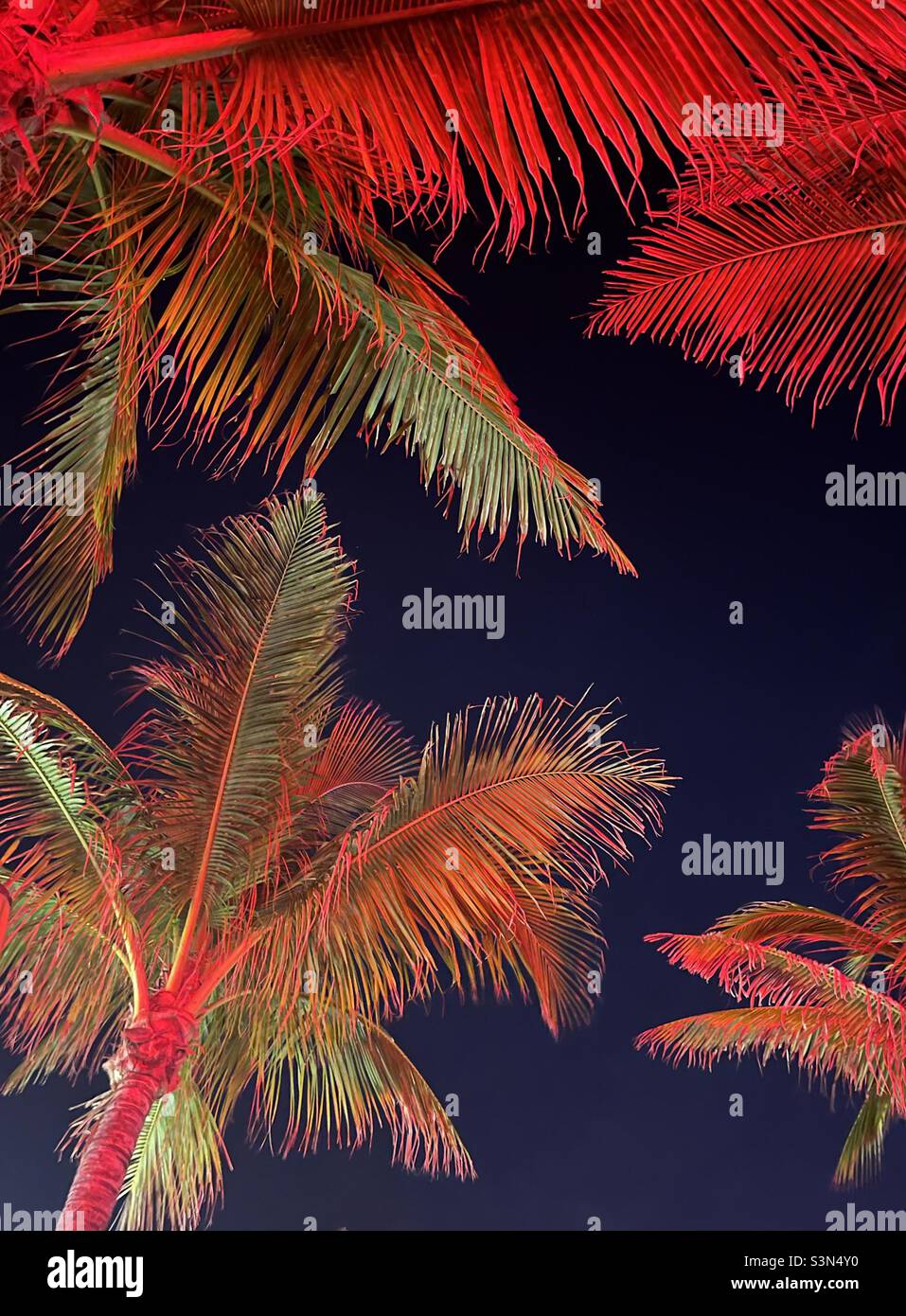 Palm Trees in the night Stock Photo - Alamy