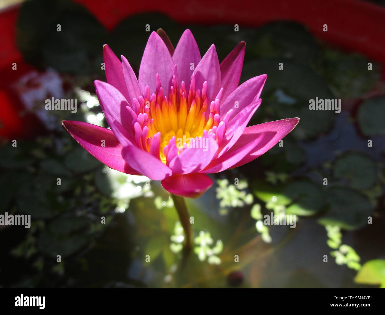 Water lily blooms on the lake Stock Photo - Alamy