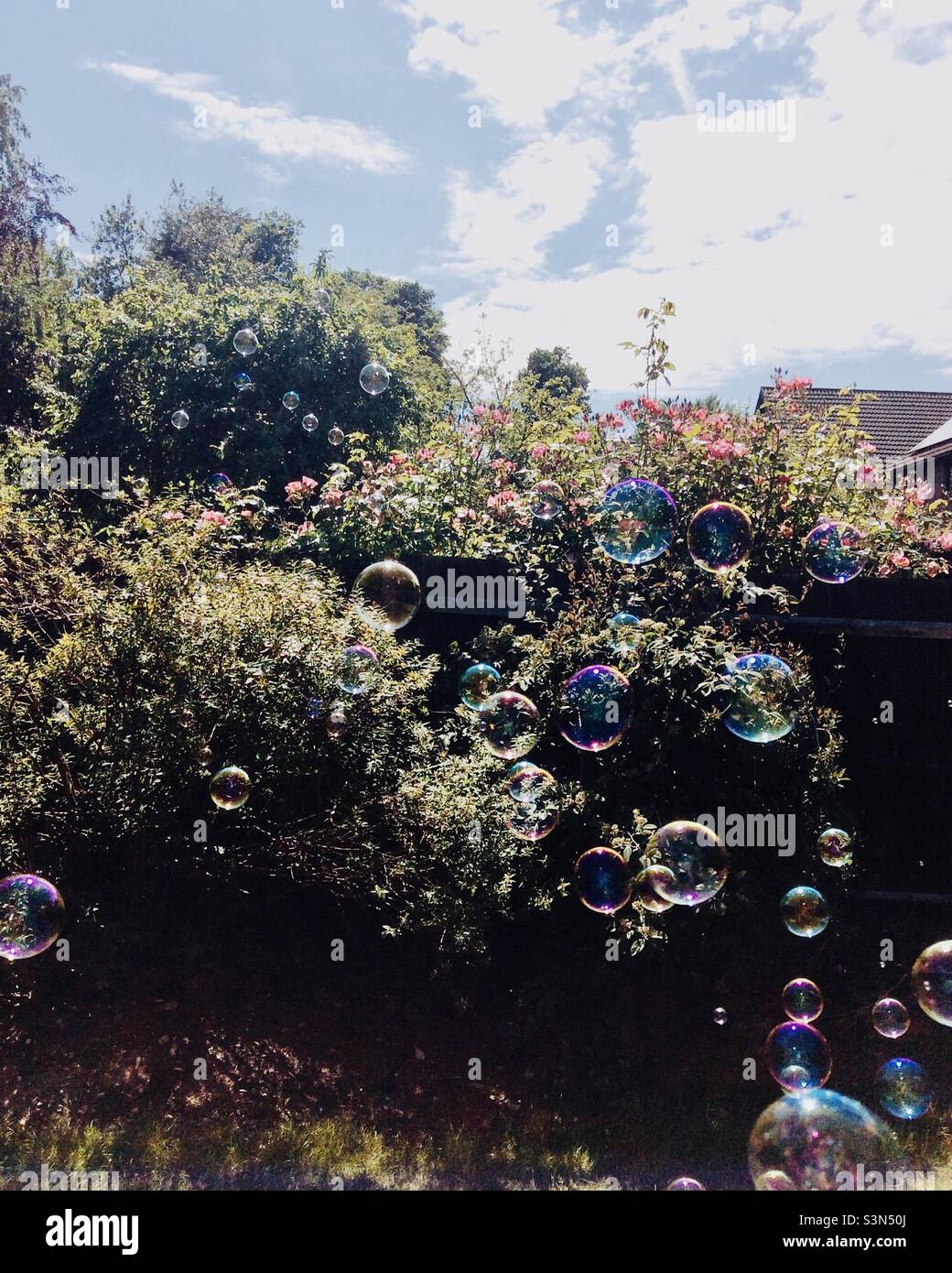 Floating bubbles caught by the light of the sunshine, turning them ...